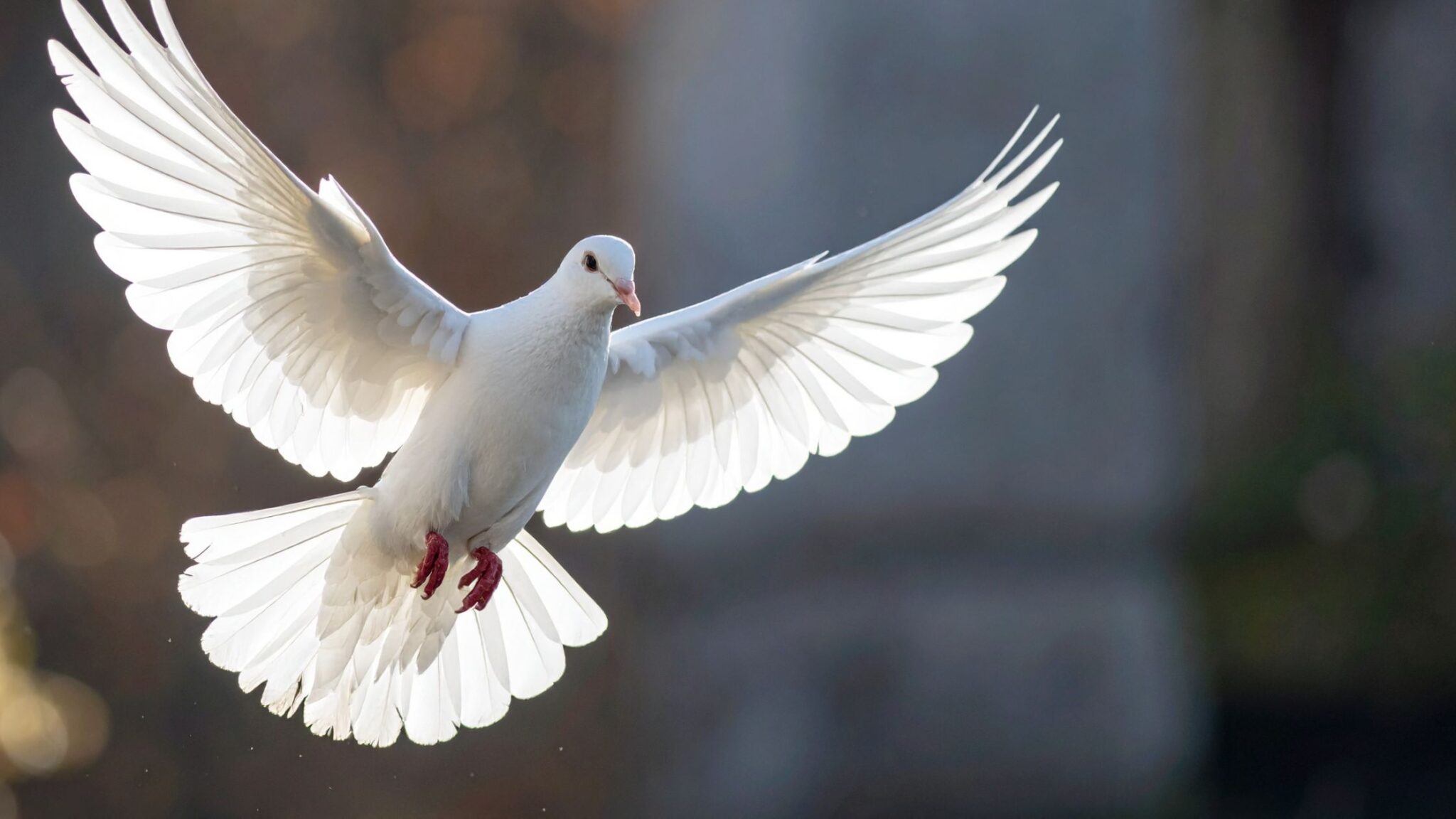 Global call to pray for peace - World Prayer Centre
